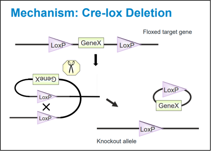 小鼠基础知识六：什么是 Cre-lox | 杰克森实验室
